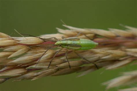 Stenodema Holsata Wiesen Schmalwanze Kleintiergalerie
