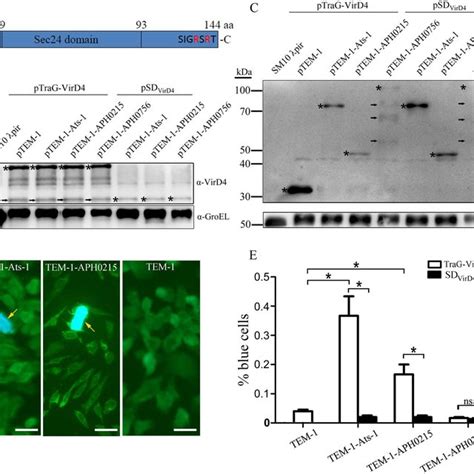 Tem 1 β Lactamase Based Protein Translocation Assay A The Schematic