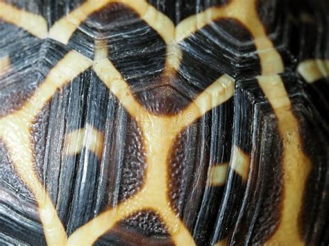 Star Tortoise Pattern Carapace Shell Detail Stock Image Image Of Lizard Detail 212440571