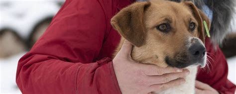 На Чернігівщині через страх перед вибухами померли 26 тварин ФОТО ВІДЕО ПІК ПІК