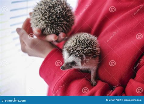 Hedgehogs In The Arms Of A Woman In A Red Hoodie African Pygmy