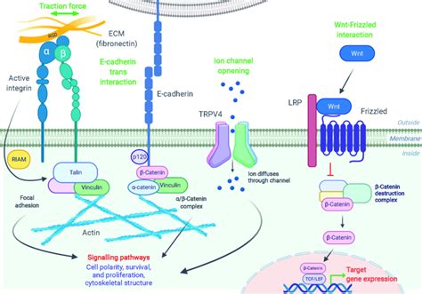 Examples Of Diverse Membrane Receptor Signalling Pathways That Can Be Download Scientific