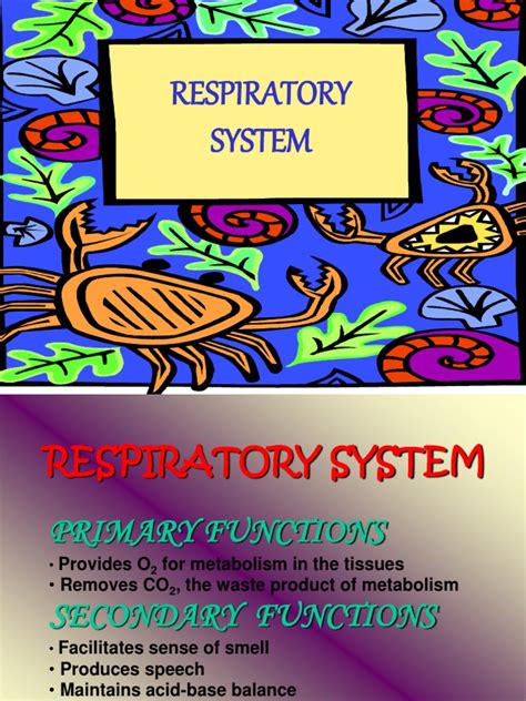 Med Surg Respiratory System Download Free Pdf Lung Pneumonia