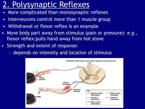Ppt Chapter 13 The Spinal Cord Spinal Nerves And Spinal Reflexes