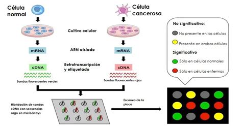Microarrays De Adn El Gen Curioso