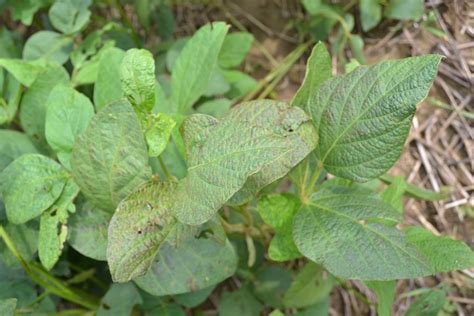 Southern Soybean Diseases During Vegetative Growth Crop Science Us