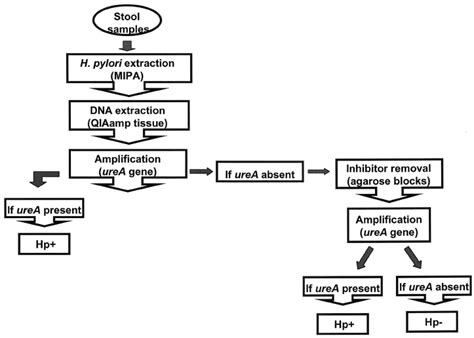 Stool Sample Processing Method Used In This Study Download