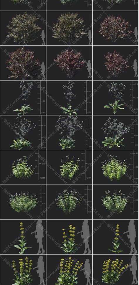 3DSMAX金缕梅冬青刺芹蓝雾树海芋大叶榛黄花龙胆精细3D模型 柚皮CG资源网站