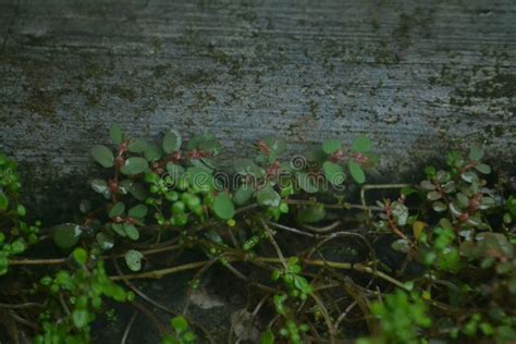 Colorful Tiny Leaves Of Grass Stock Image Image Of Grass Colorful
