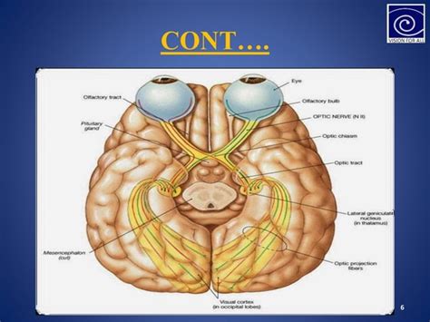 Rapd Pptx Eye And Vision Conditions Diseases And Conditions