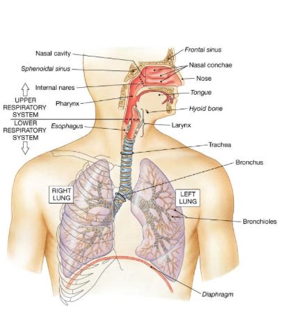 Chapter Chap Respiratory System Flashcards Quizlet