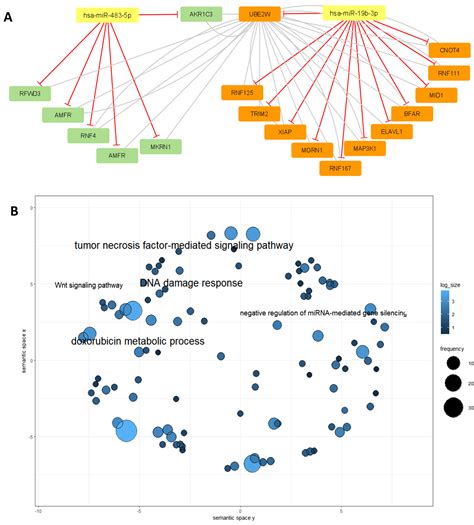 Cancers Free Full Text Circulating Tumour Cell Associated Microrna