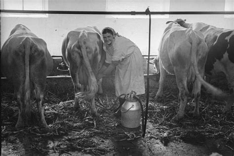 Фото Доярка в коровнике 1960 год Украинская ССР Черновицкая обл