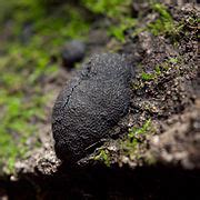 Categoryblack Fungi Wikimedia Commons