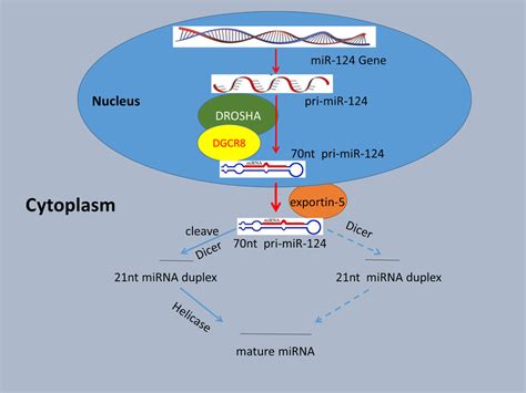 The Precoding Flow Chart Of Mature Mir‐124 Download Scientific Diagram
