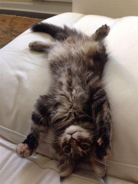 Hellllooo My Tummy Raww