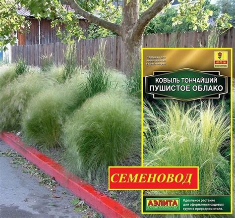 Ковыль Агрофирма Аэлита Цветы - купить по выгодным ценам в интернет ...
