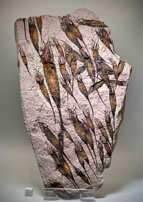 Alien Looking Fossil Extreme High Quality 42 Specimens Largest Specimen Ever 21 Cm Fossil