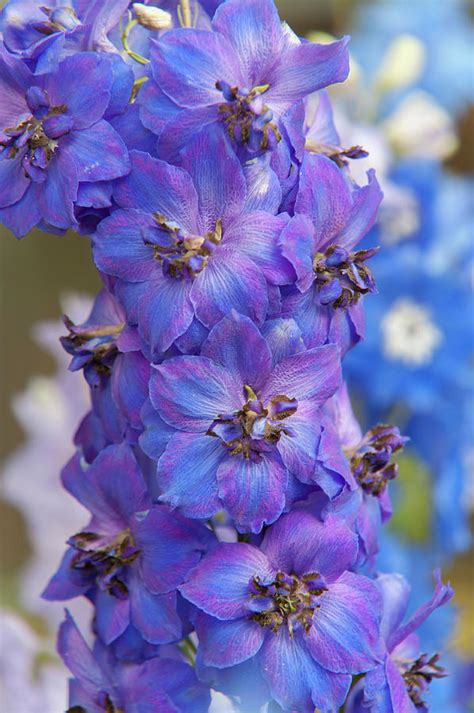 Cassius Delphinium Elatum Photograph By Jenny Rainbow Fine Art America