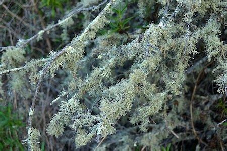 Lichen Definition Types Examples Study
