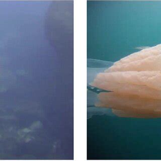 Jellyfish Detection Examples From Left To Right And Top To Bottom Download Scientific Diagram