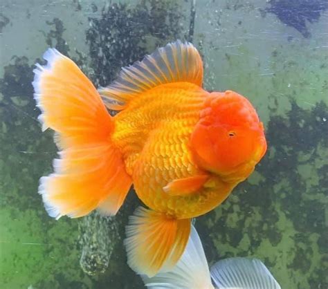 Oranda
