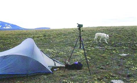 One Of The Most Distinguishing Behavioral Characteristics Of Wolves In Download Scientific