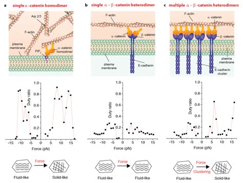 A Catenin Regulates Cell Junction Fluidity By Tuning Actin Interaction