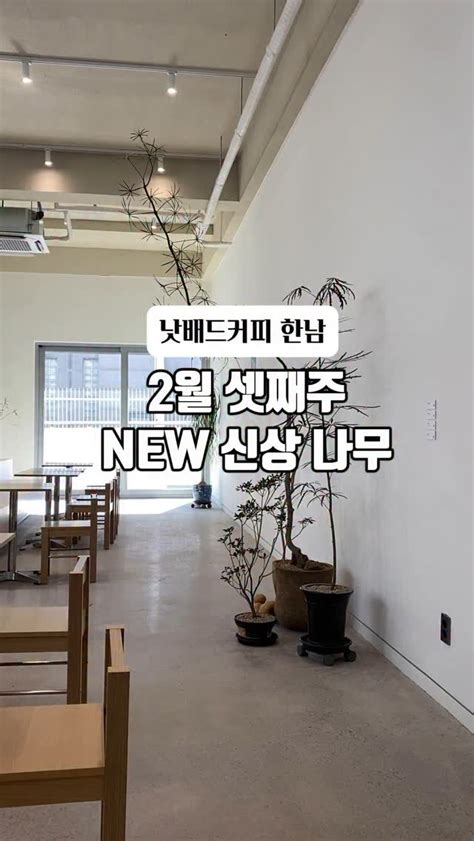 식물을 기르기엔 난 너무 게을러 줄여서 식기난게 신상나무 입고 소식 낫배드커피 한남에서는 식기난게 생화조화 일부를 전시 및 판매하고 있습니다 식물마다 붙여진