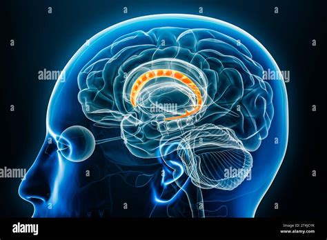 Caudate Nucleus X Ray Profile Close Up View 3d Rendering Illustration