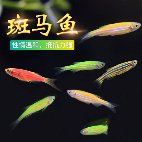 荧光斑马鱼青苹果绿斑马鱼红绿灯鱼小型活鱼冷水鱼热带观赏鱼好养虎窝淘