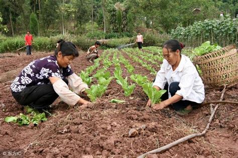 今年征地補償新標準，菜地最值錢每垧225萬元！ 每日頭條