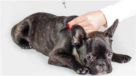 Dog Flu Vaccine Is Now Available At The Valley Animal Center In Fresno