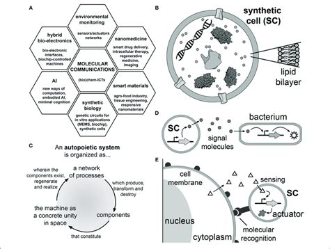 Molecular Communications Based On Synthetic Cell Sc Technology A Download Scientific