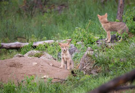 Where Do Coyotes Make Their Dens 5 Common Locations
