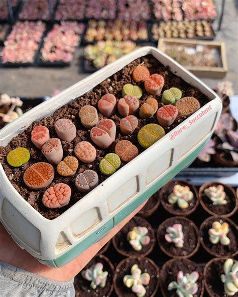 Rare Succulent Lithops Sp Etsy