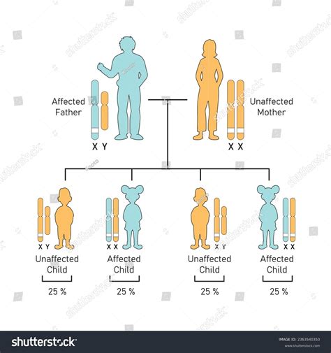 X Linked Disorders Over 79 Royalty Free Licensable Stock Illustrations