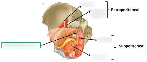 Peritoneal Reflections In Male Diagram Quizlet