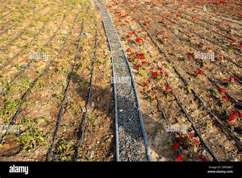 Mass New Planting Of Boarder Plants With Trickle Drip Irrigation Stock