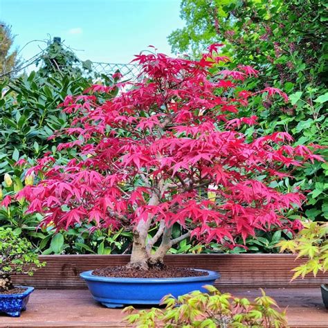 Japanese Red Maple Deshojo Bonsai Guide
