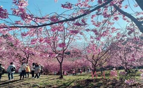 提升中部觀光能量！參山處今年再增6條免費接駁遊客路線