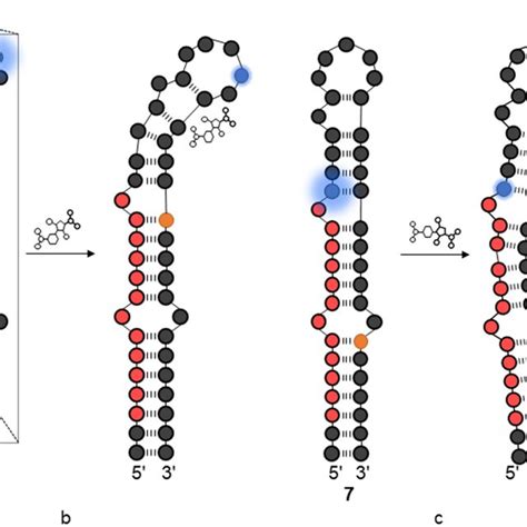 Design Of The Interbase Fret Assay A The Full Length Pre Mir 21 1