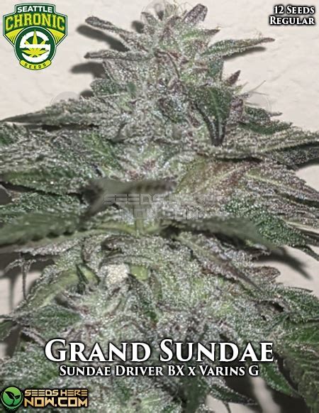 Buy Grand Sundae Regular Cannabis Seeds Potent And Flavorful