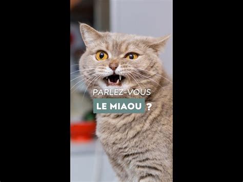 Miaou Chat Wallpops Art Mural En Mousse Chat Miaou 3d