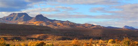 Sleeping Beauty Turquoise Icon Of The American Southwest Sticks