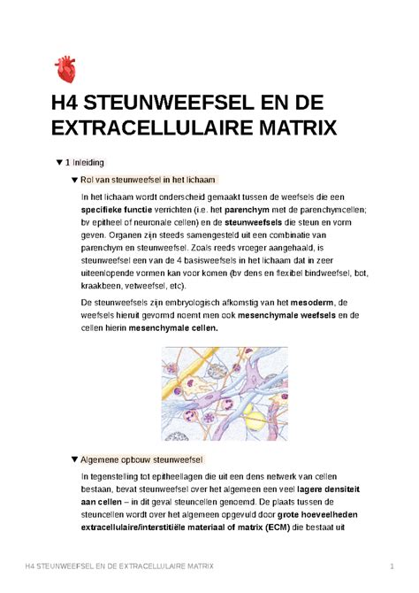 H4 Steunweefsel Extracellulaire Matrix H H4 Steunweefsel En De