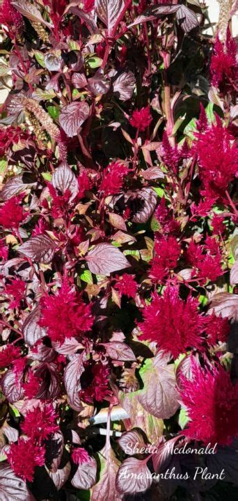 Amaranthus Plant Art On Wheels Photography Flowers Plants