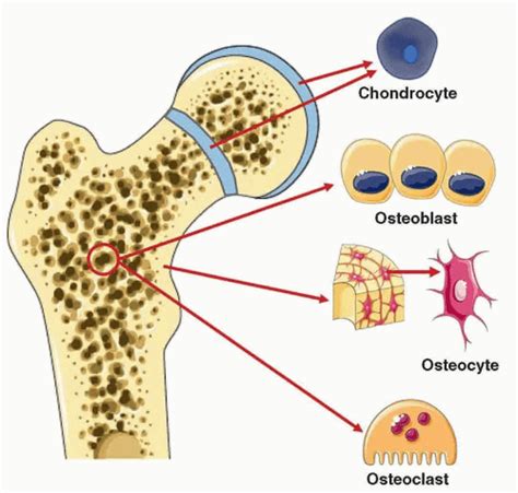 Cell Biology Cell Differentiation And Stem Cells Of The Skeletal