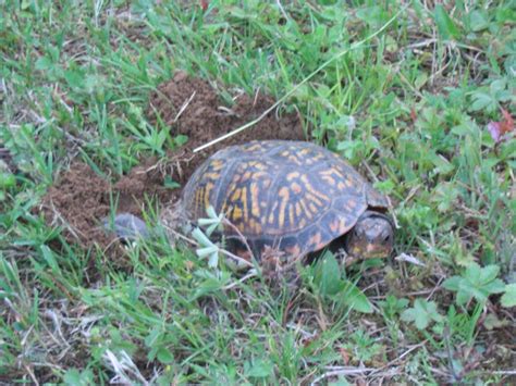 Box Turtle Nest