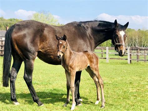 Sally Aston On Twitter One Gulp And Her Colt Foal By Passing Glance